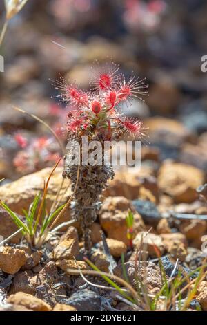 Rare carnivorous pygmy sundew Drosera lasiantha with pink flower in its ...
