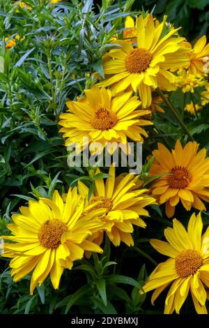 Heliopsis helianthoides Scabra 'Mars' False sunflower Stock Photo - Alamy