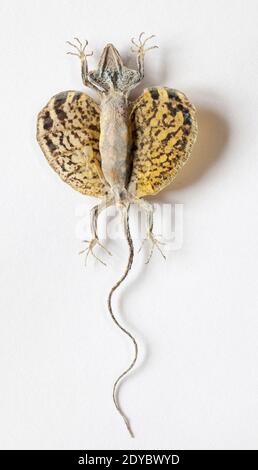 Flying Lizard Specimen Display Stock Photo - Alamy