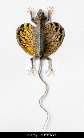 Flying Lizard Specimen Display Stock Photo - Alamy
