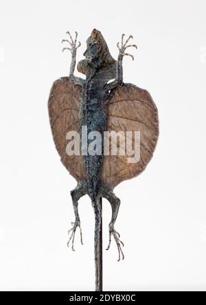 Flying Lizard Specimen Display Stock Photo - Alamy