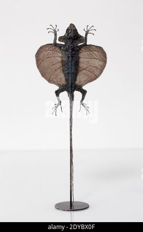 Flying Lizard Specimen Display Stock Photo - Alamy