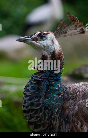 Peahen in profile close up Stock Photo - Alamy