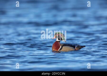 Drake wood duck in northern Wisconsin Stock Photo - Alamy