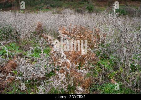 Rome, Italy: Veio natural park. © Andrea Sabbadini Stock Photo - Alamy