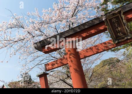 Sakura or Cherry Blossoms over Tori Gate Stock Photo - Alamy