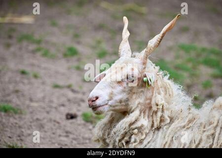 Racka breed of sheep known for spiral shaped horns Stock Photo - Alamy