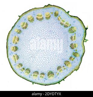 Sunflower stem. Light micrograph of a transverse section through the ...