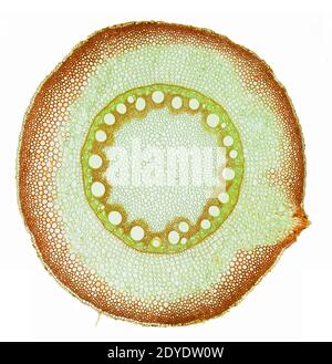 Maize stem. Light micrograph of a section through the stem of a maize ...
