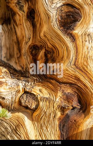 Vertical background texture of tightly packed green Melissa officinalis ...