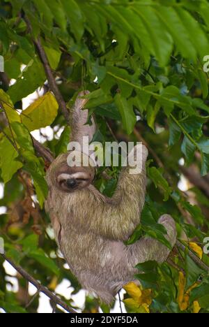 A three-toed sloth hanging from a tree branch in a rain forest in ...