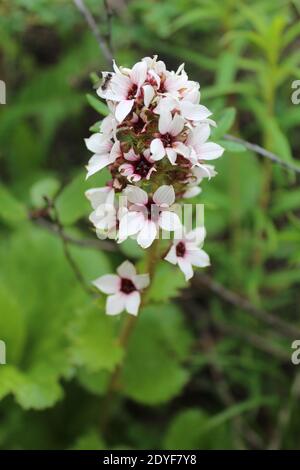 Wildflowers bloom in Denali National Park, Alaska Stock Photo - Alamy