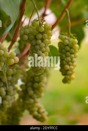 Vitis labrusca hybrid. Cayuga White grapes on the vine. Troy, Montana ...