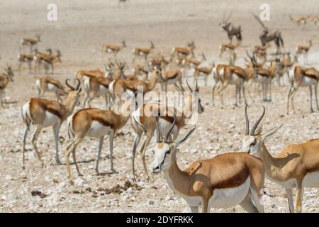 Wild springbok antelopes in the African savanna Stock Photo - Alamy