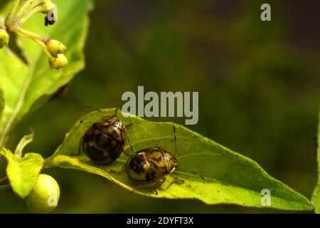 Green stink bug instars sitting on a green leaf Stock Photo - Alamy