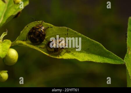 Green stink bug instars sitting on a green leaf Stock Photo - Alamy