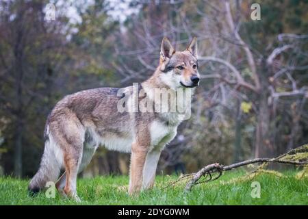 Dog breed Czechoslovakian wolfdog (Czechoslovakian wolves dog) stands ...