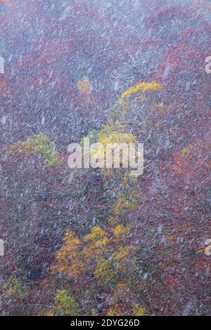 Atlantic forest, Monasterio de Hermo, Fuentes del Narcea, Degaña e ...