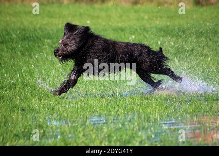 A closeup shot of a wet furry black dog running in the river near the ...