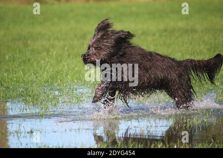 A closeup shot of a wet furry black dog running in the river near the ...