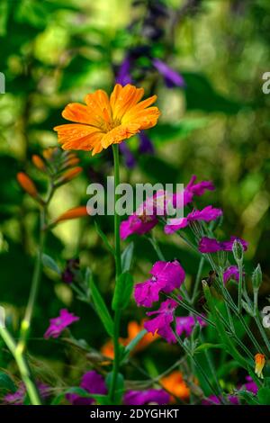 Lychnis Hill Grounds,Rose campion Hill Grounds,magenta pink flowers ...