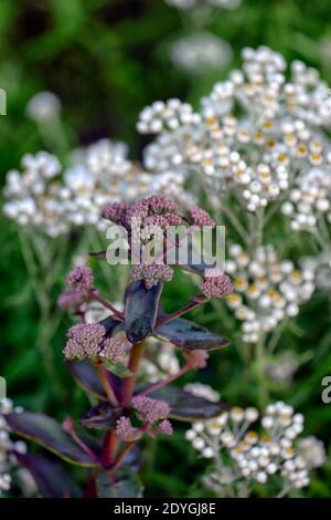 Sedum Jose Aubergine,anaphalis triplinervis sommerschnee,pink flowers ...