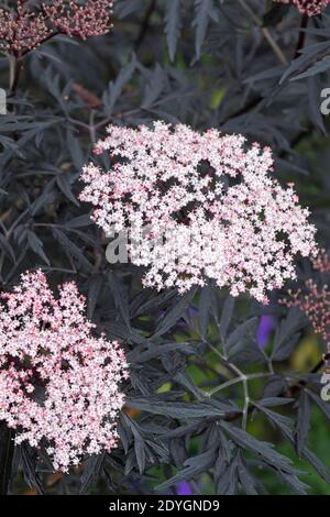Rotblättriger Schlitz-Holunder, Rotblättriger Schlitzholunder, Black ...