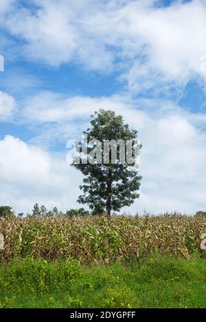idyllic Country side Landscape - blue sky with white clouds Stock Photo ...