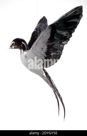 Sandra Young glass artist Stock Photo - Alamy