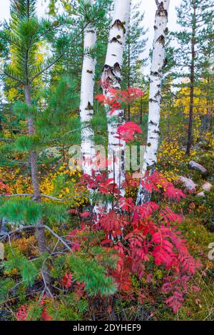Bosque de Taiga en otoño. Finlandia. Europa Stock Photo - Alamy