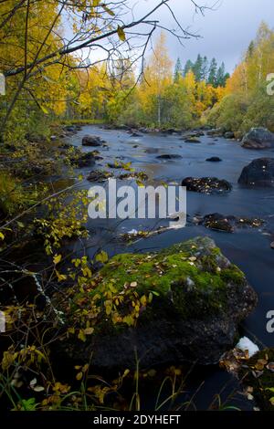 Bosque de Taiga en otoño. Finlandia. Europa Stock Photo - Alamy