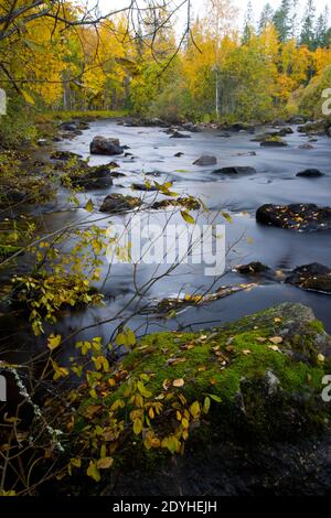 Bosque de Taiga en otoño. Finlandia. Europa Stock Photo - Alamy