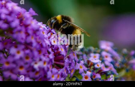 Bee is searching for pollen Stock Photo - Alamy