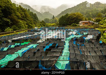 Terraced field with wasabi under tarpaulins as sun protection. The ...