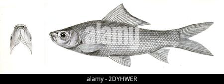Labeo gonius Griesbach 127 Stock Photo - Alamy
