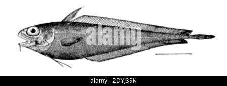 Laemonema barbatulum 3 Stock Photo - Alamy