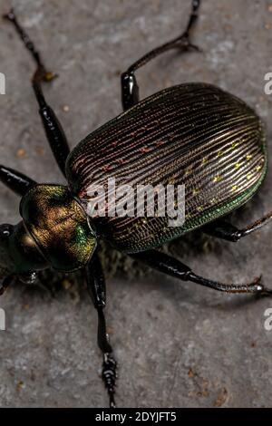 Adult Caterpillar hunter Beetle of the species Calosoma alternans Stock ...