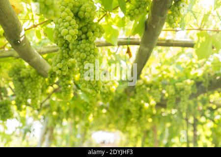 Procida Italy White Wine Grapes in a Vineyard Stock Photo - Alamy