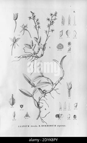 Lanium avicula (or Epidendrum avicula) Prosthechea pygmaea (as ...
