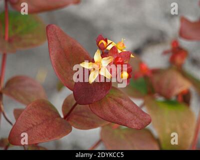 Hypericum androsaemum, red berries, St. John's wort, garden plant ...