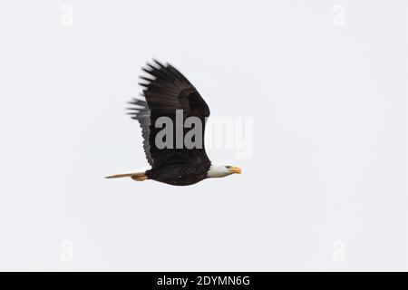 Flying Bald Eagle at Delta British Columbia Canada; north american ...