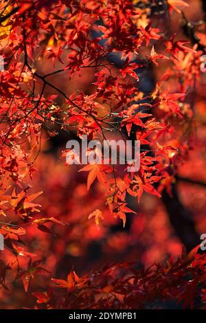 Maple leaves turn orange and red along the ancient Huaihe River in Huai ...