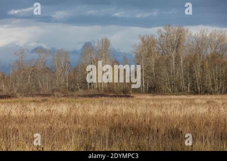 nature wetland landscape at the mouth of Fraser river, Delta British ...