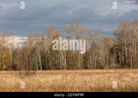 nature wetland landscape at the mouth of Fraser river, Delta British ...