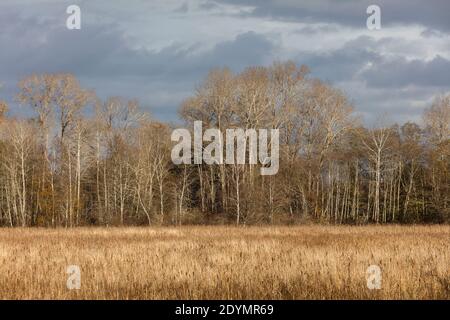 nature wetland landscape at the mouth of Fraser river, Delta British ...