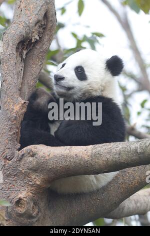 Chengdu, China, Young panda hanging in a tree at the Chengdu Research ...