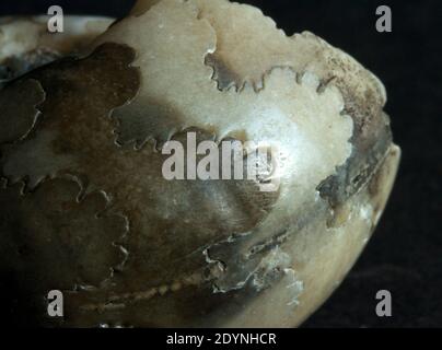 The shell of this fossilised Ammonite of the Phyllocarus family shows ...