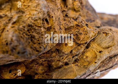 corals, fossils in a limestone Stock Photo - Alamy