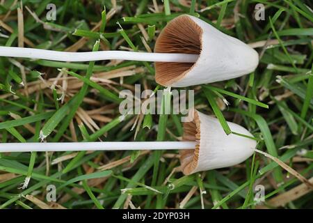 Conocybe apala, known as the white dunce cap, wild mushroom from ...