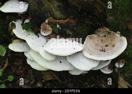Bjerkandera fumosa, known also as Polyporus fumosus and Leptoporus ...
